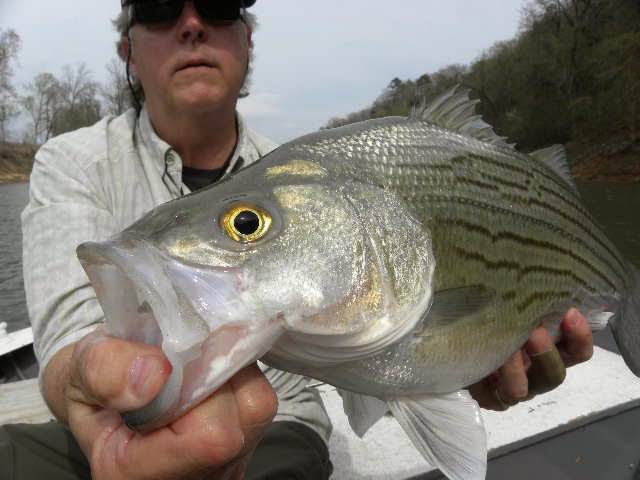 Plateau Journal: Consarnit! Them Fish are Bitin'!