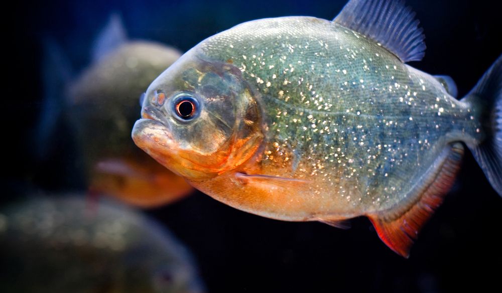 Do Piranhas Are Really Human Eaters? Find Out Now