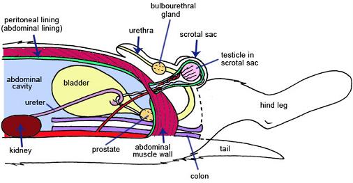 raw dog food: Dog Neutering procedure