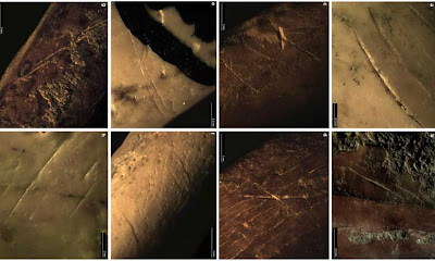 Neanderthals May Have Worn Dark Feathers