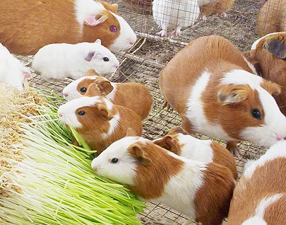 Alimentación en los cuyes | crianza de cuyes conejos y mascotas