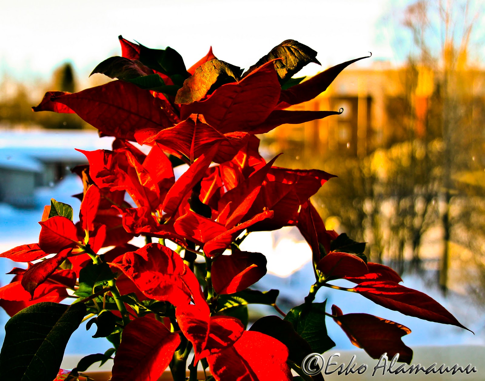 Eko-Kuvia: Joulutähti - Joulukukka...