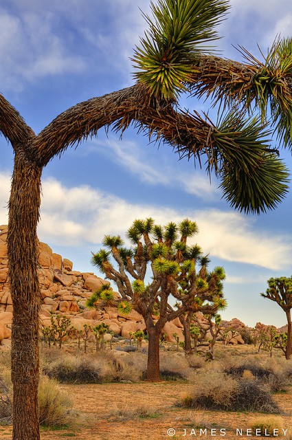 ♥ all things vintage, thrift & craft: Idea Board for Much Wanted Owl Tattoo