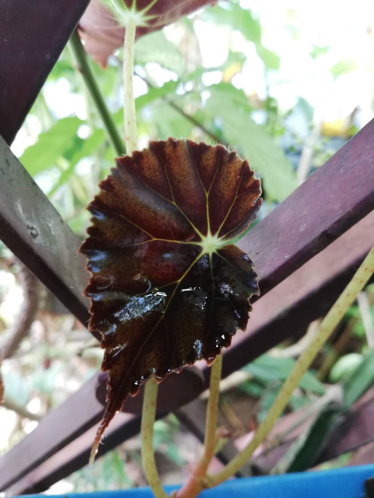 Garden Chronicles of James David: Begonia - mazae f nigricans (Updated ...