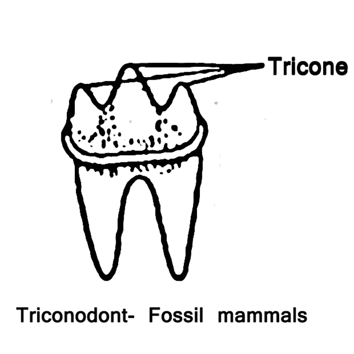 B. Sc. - II Animal Diversity- IV (Old) : Dentition in Mammals:By. Dr ...