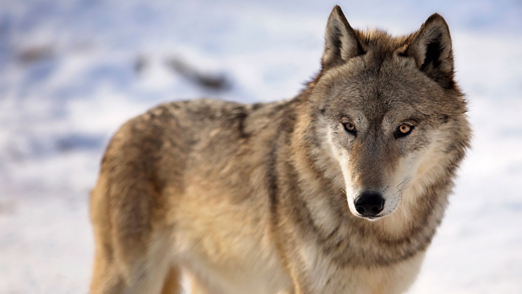 ANIMAL SANCTUARY: Mammalia