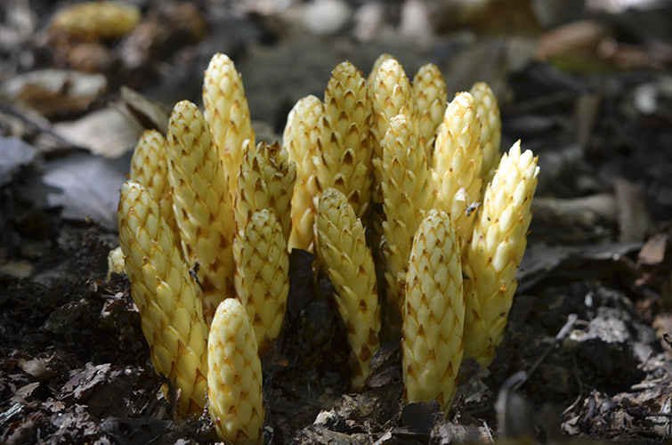 SAPS-NCGA: Ramp Cove Recap