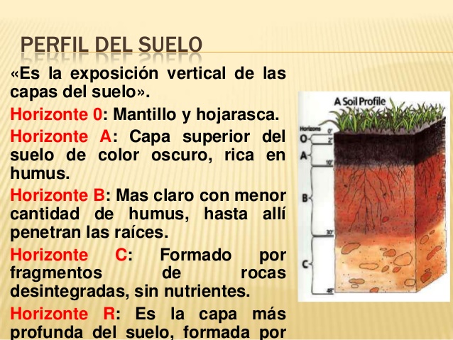 Compartiendo Experiencias 6° "E": Perfil del suelo.
