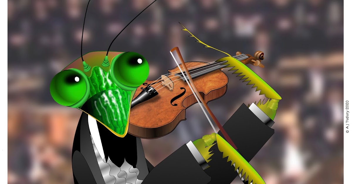 reading allowed Sundays: an insect musician