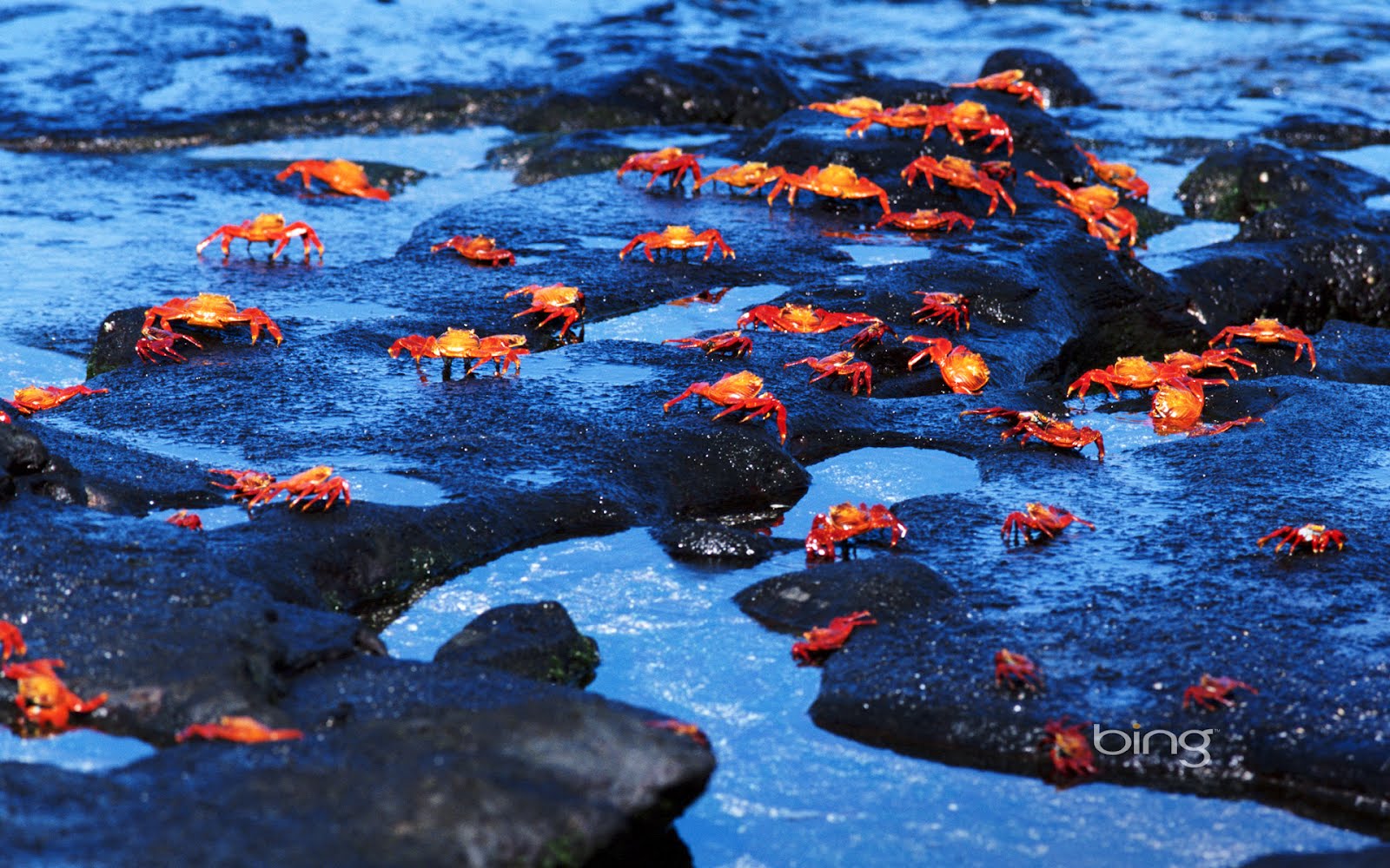 Banco de Imágenes Gratis: Las mejores imágenes de Bing (Parte 1, 40 fotos)