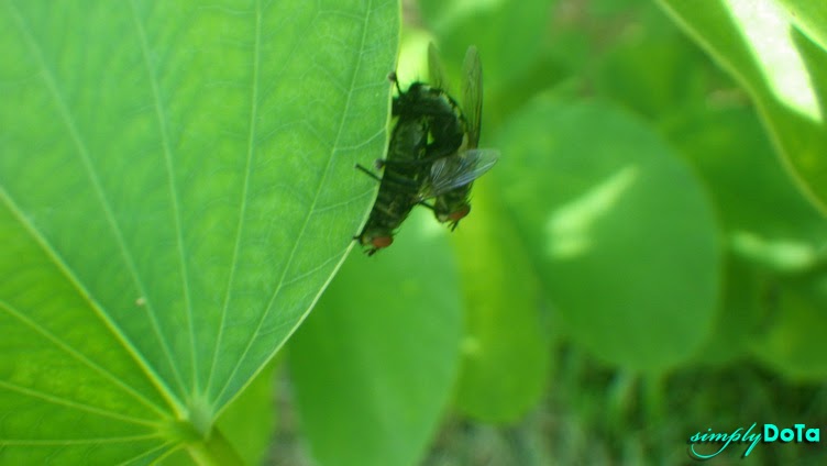 Walang Basagan Ng Trip: Bangaw