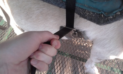 Sierra Pack Goats Blog: How to Saddle a Goat