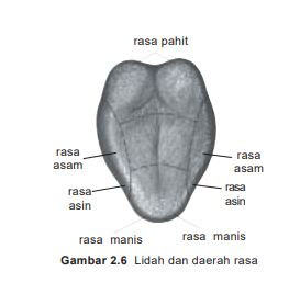 Mengenal Alat Indra Manusia - Mediasiana.com - Media Pembelajaran Masakini