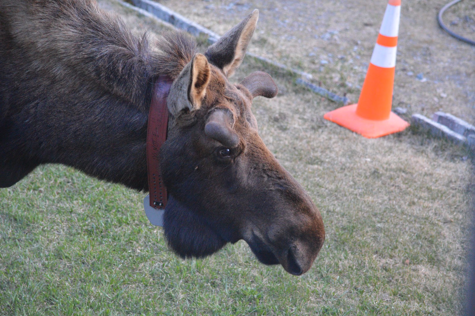 Courageous Joy: Good Morning Moose....Good Night Moose