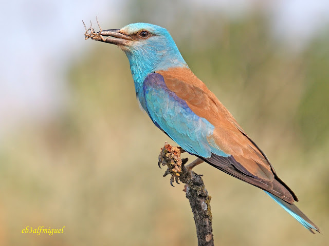MIS AMIGAS LAS AVES: Carraca europea (Coracias garrulus)