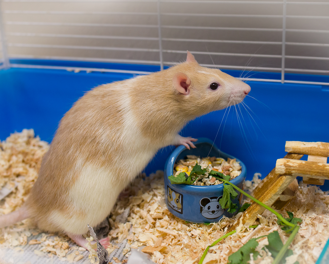 Shelter Dogs of Portland: "RATTACUS" friendly pet rat