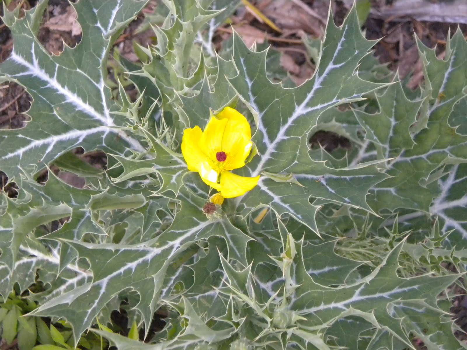ABORDO VIP: MEDIOS SDO.: VIDA Y SALUD: CARDO MARIANO O CARDO SANTO.