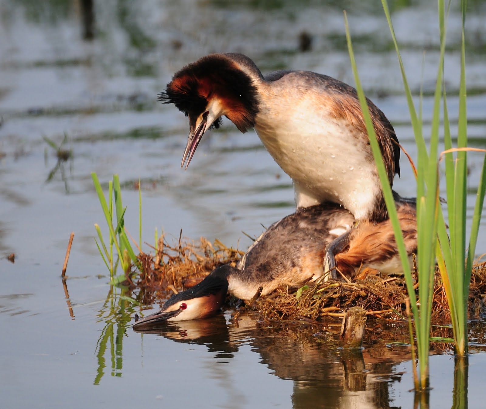 British Wildlife Photography: Great Crested Grebe