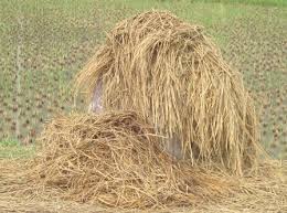 MANFAAT LAIN JERAMI PADI