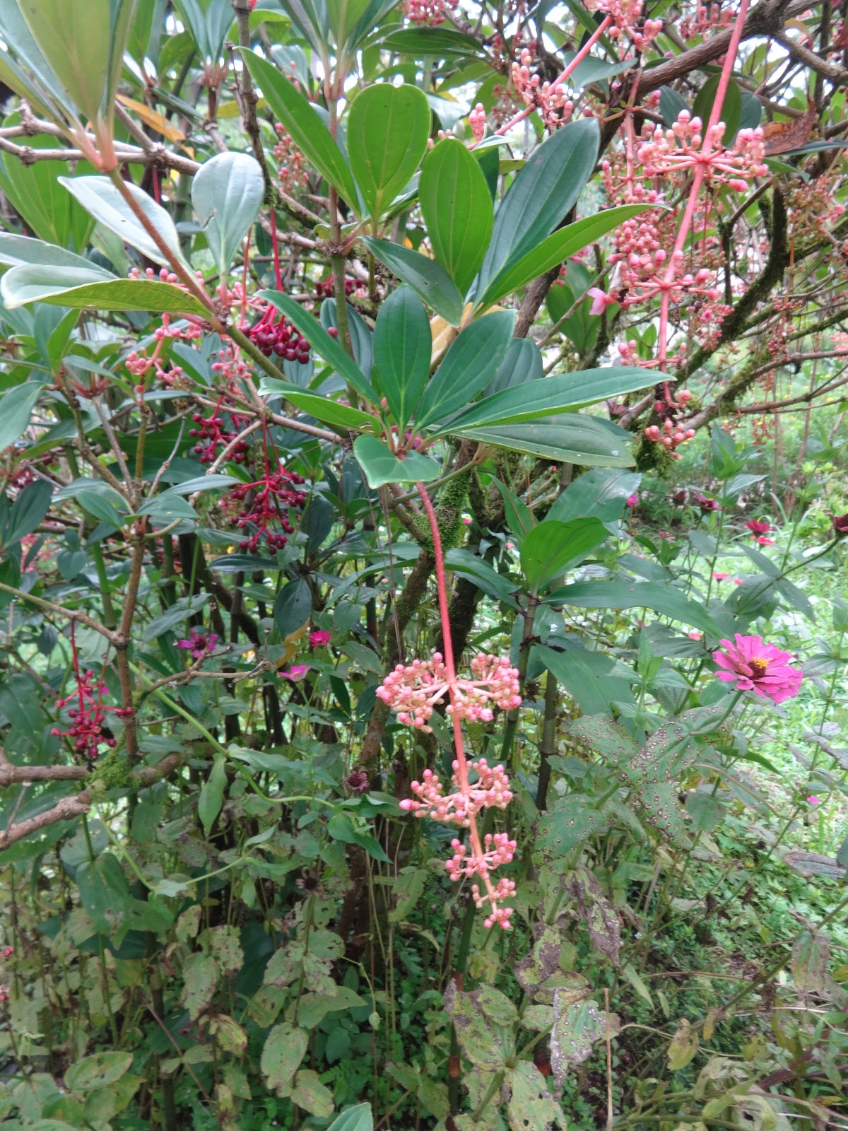 Herbs from Distant Lands: Medinilla magnifica, Medinilla pendula ...