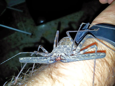 Alma biológica: El solífugo, araña camello o escorpión del viento
