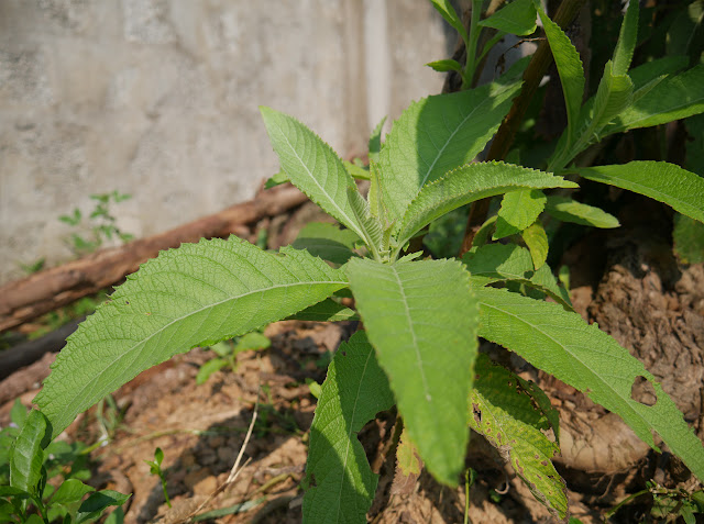 SAMBONG: The Incredible Benefits And Uses