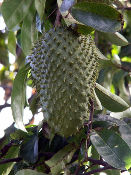 TchaTchaTchaKreyol: TchaTcha Toys, Haitian Food Names,Tchaka, Tyaka ...