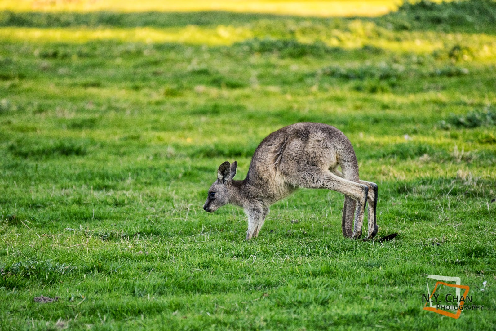AI: Artificial Imagination: Spring Kangaroo Pt II