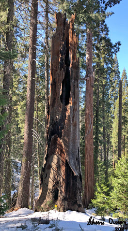 Gary-Summer: February 10, 2021 - Boole Tree Road