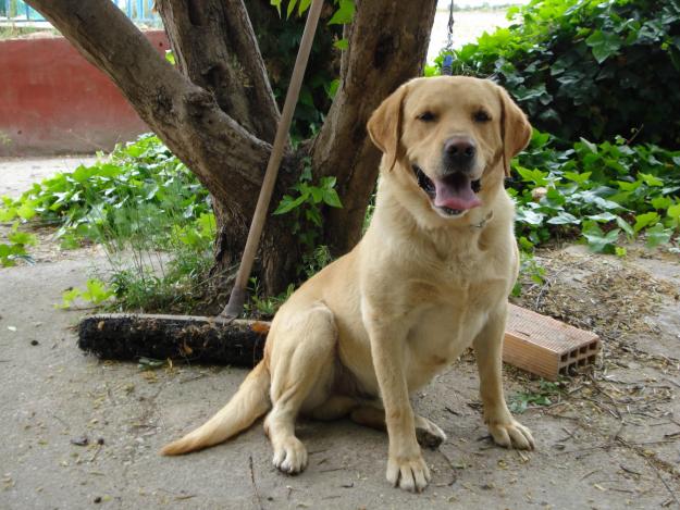 El Pueblo Peludo: Guías de razas de perros: todo sobre el Labrador ...