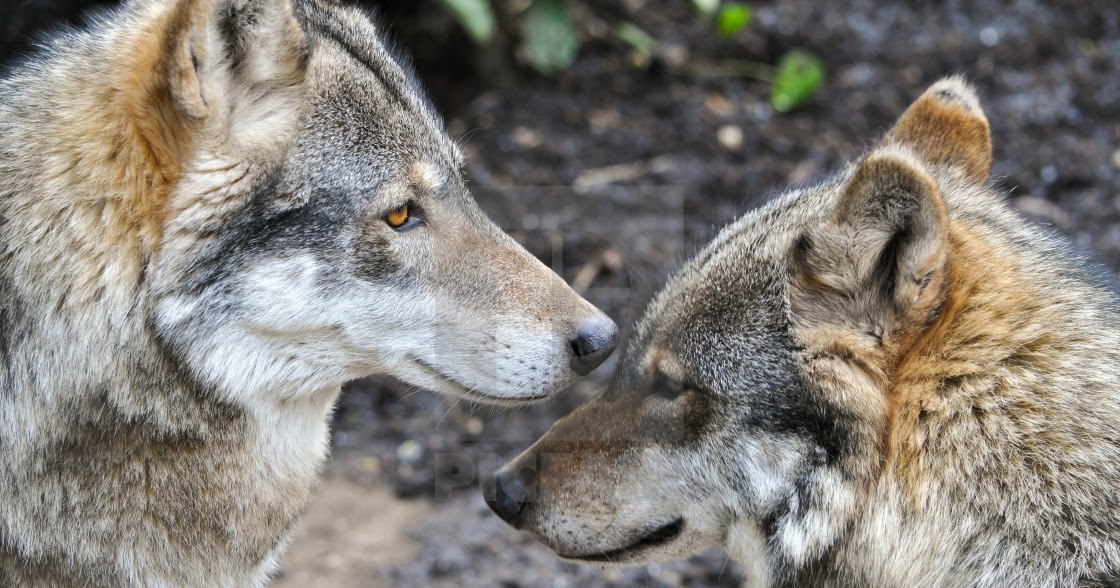 ANIMALS TIME : The 10 cutest wolfs pics (las 10 fotos más tiernas de lobos)