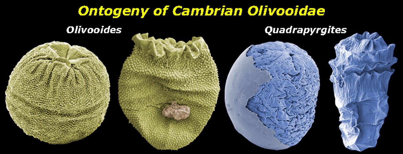 The Dragon's Tales: Ontogeny of Cambrian Olivooidae