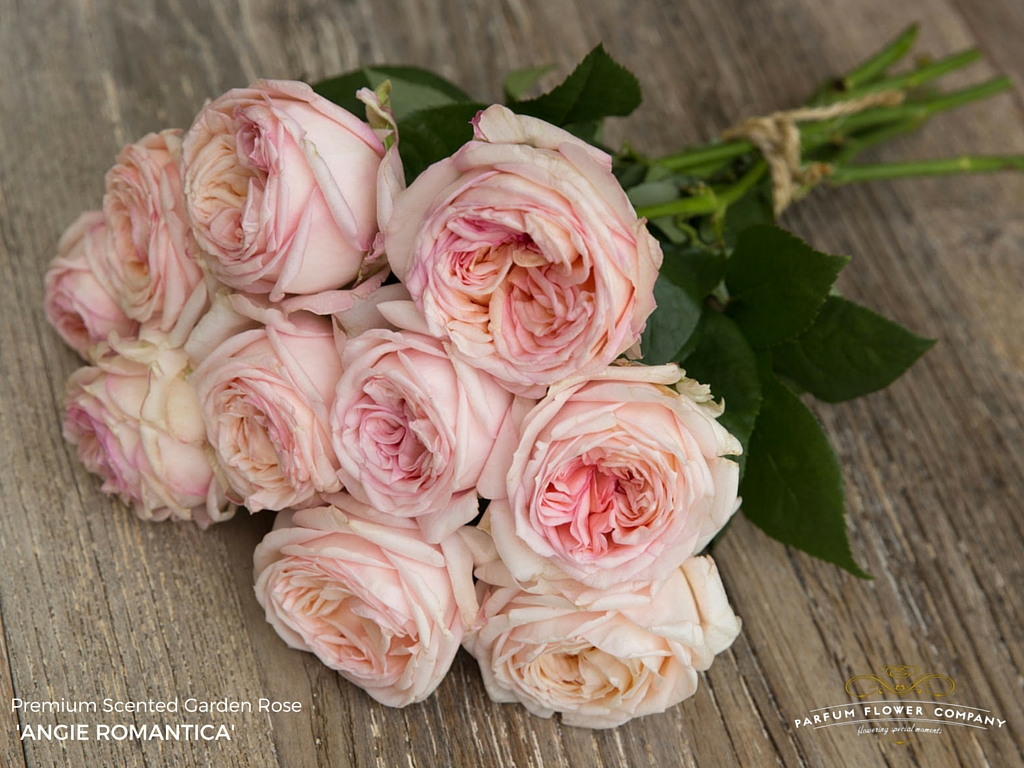 Promesse de roses: Angie Romantica