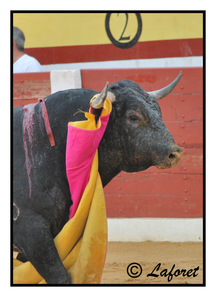 Calasparra Taurina: Blog de fotografía taurina por Laforet: julio 2011