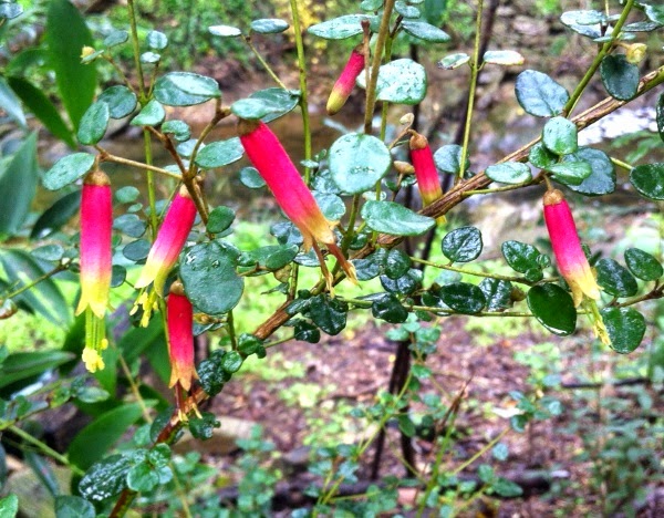 Robert Childs - garden path: Correa 'Redex'