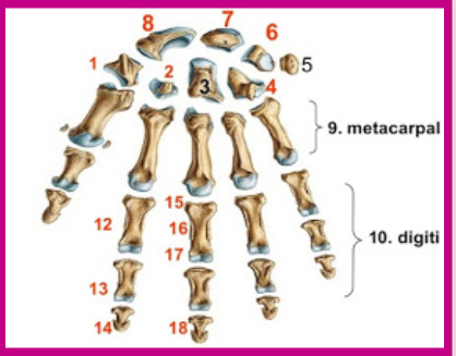 Foto Rontgen os.Manus: TEKNIK RADIOGRAFI OSSA.MANUS-RADIOGRAPHER