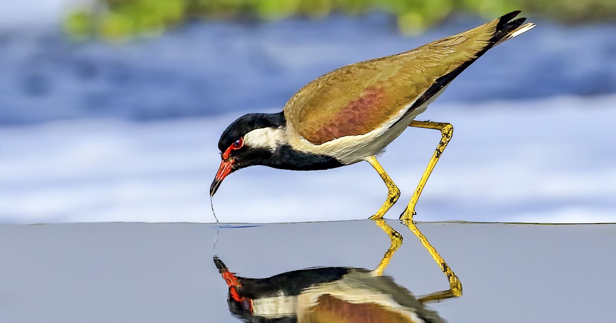 Red-wattled Lapwing | YuGWoRLD