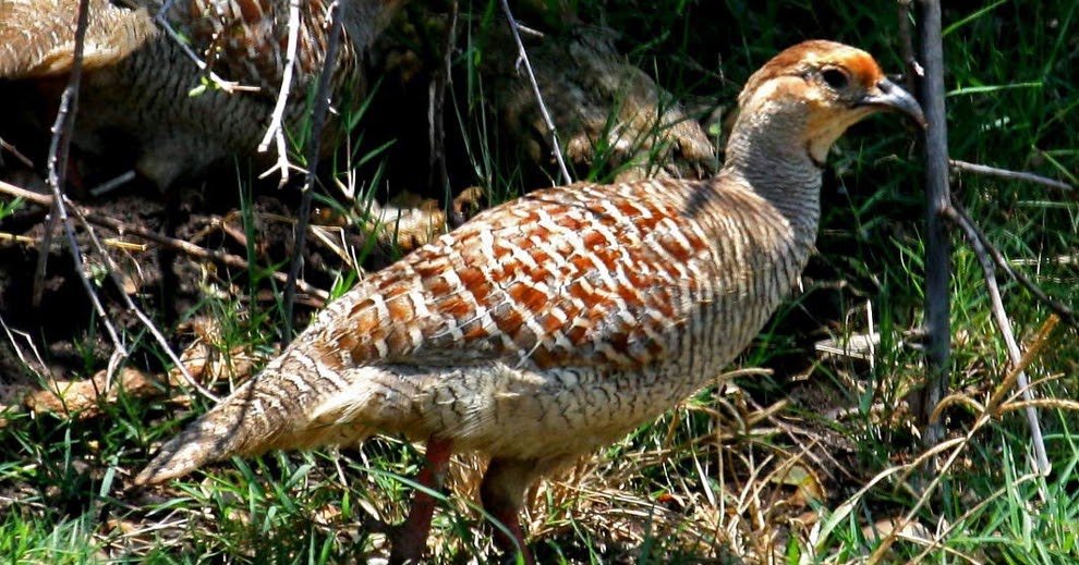 GREY FRANCOLIN