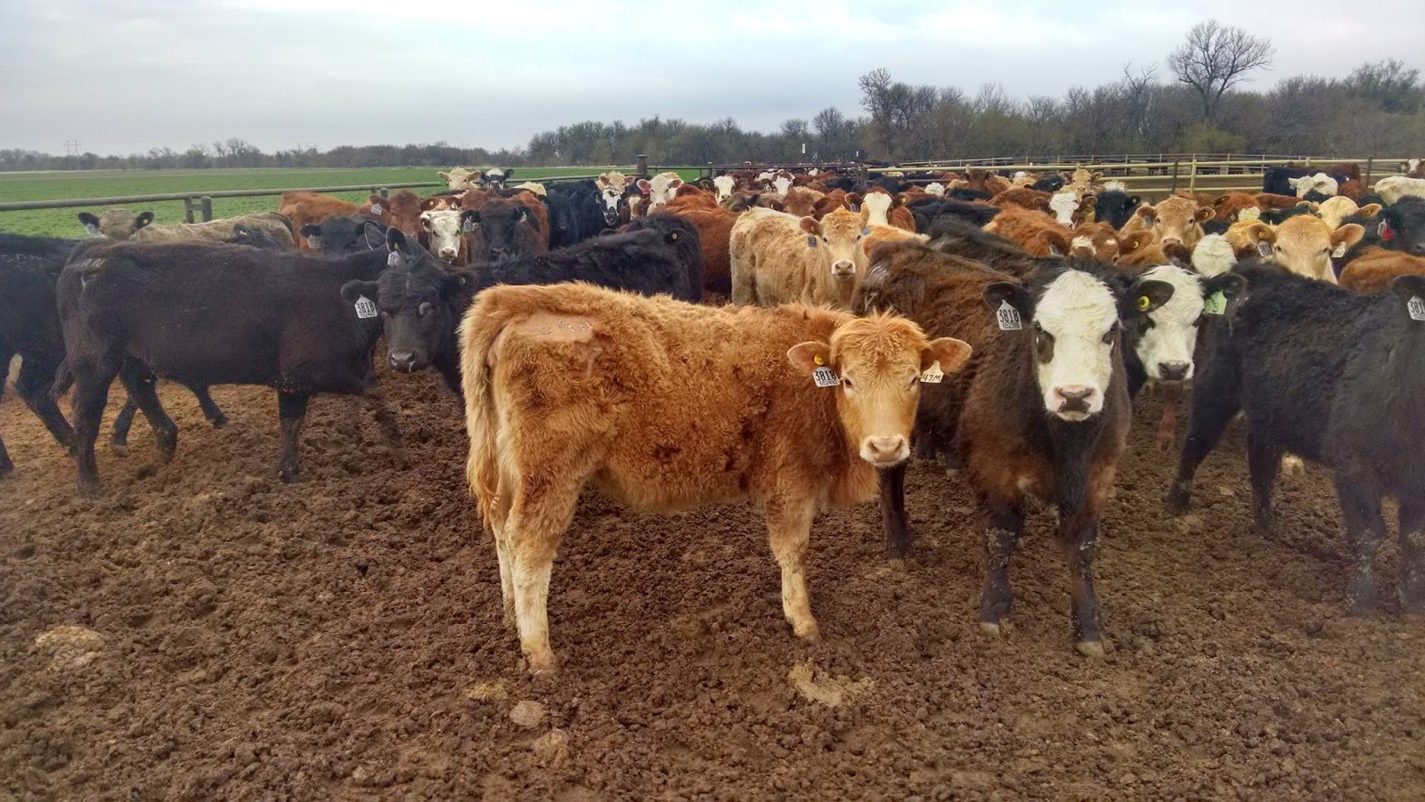 for the love of beef