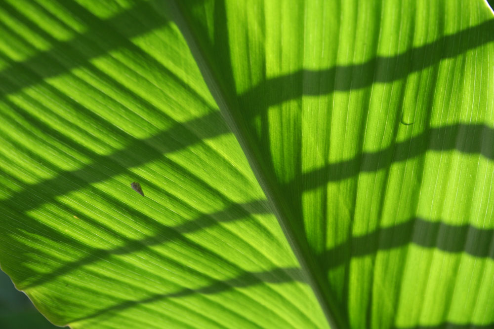 The Rainforest Garden: How to Grow Turmeric