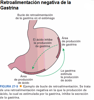 Hormona Gastrina: Secreción y función de la gastrina