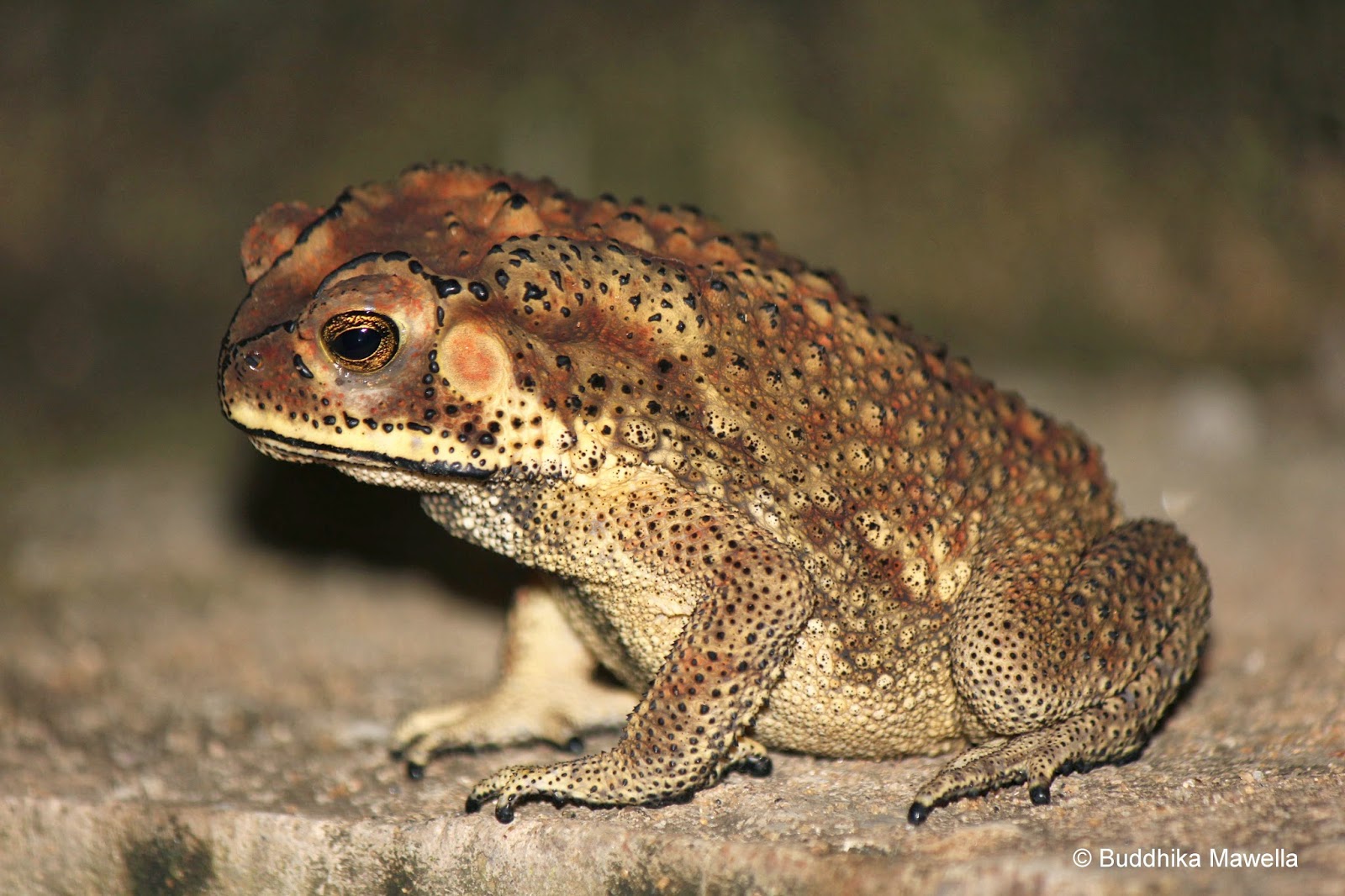 Lanka Nature Summary: Asian common toad (Duttaphrynus melanostictus)