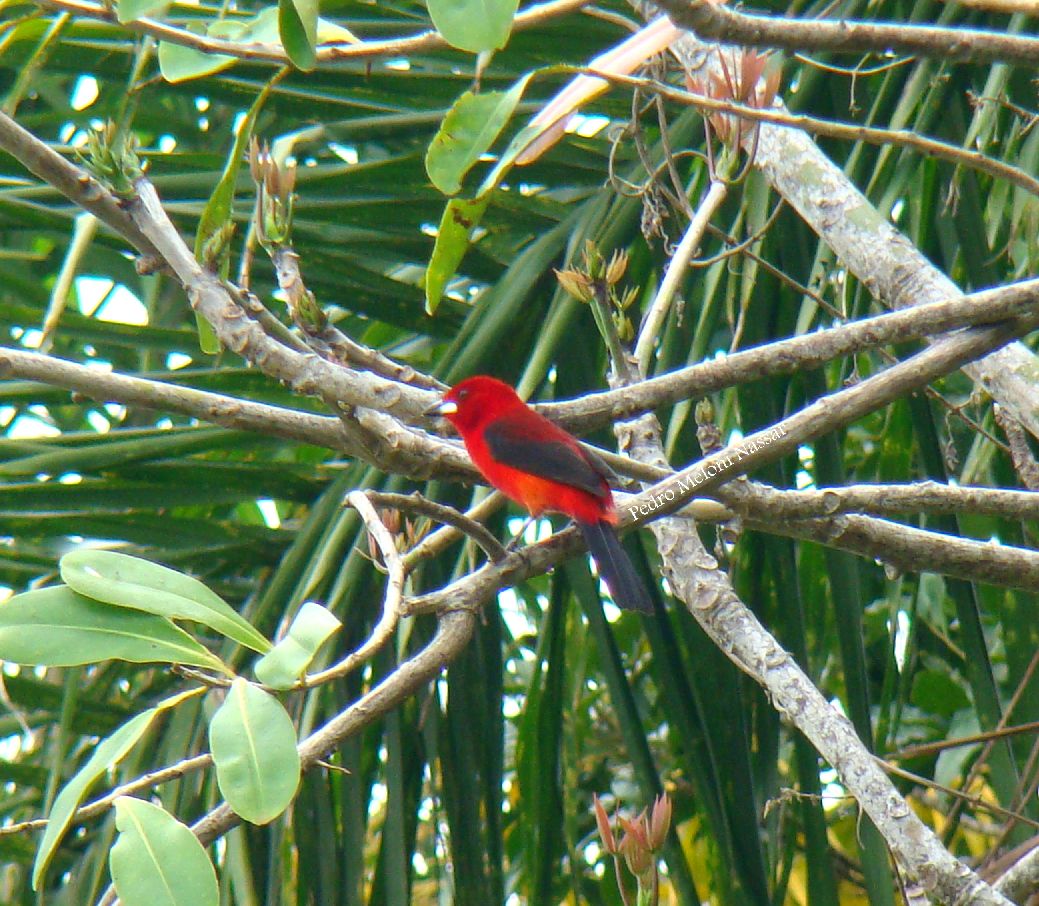 Fauna Brasileira: tiê-sangue