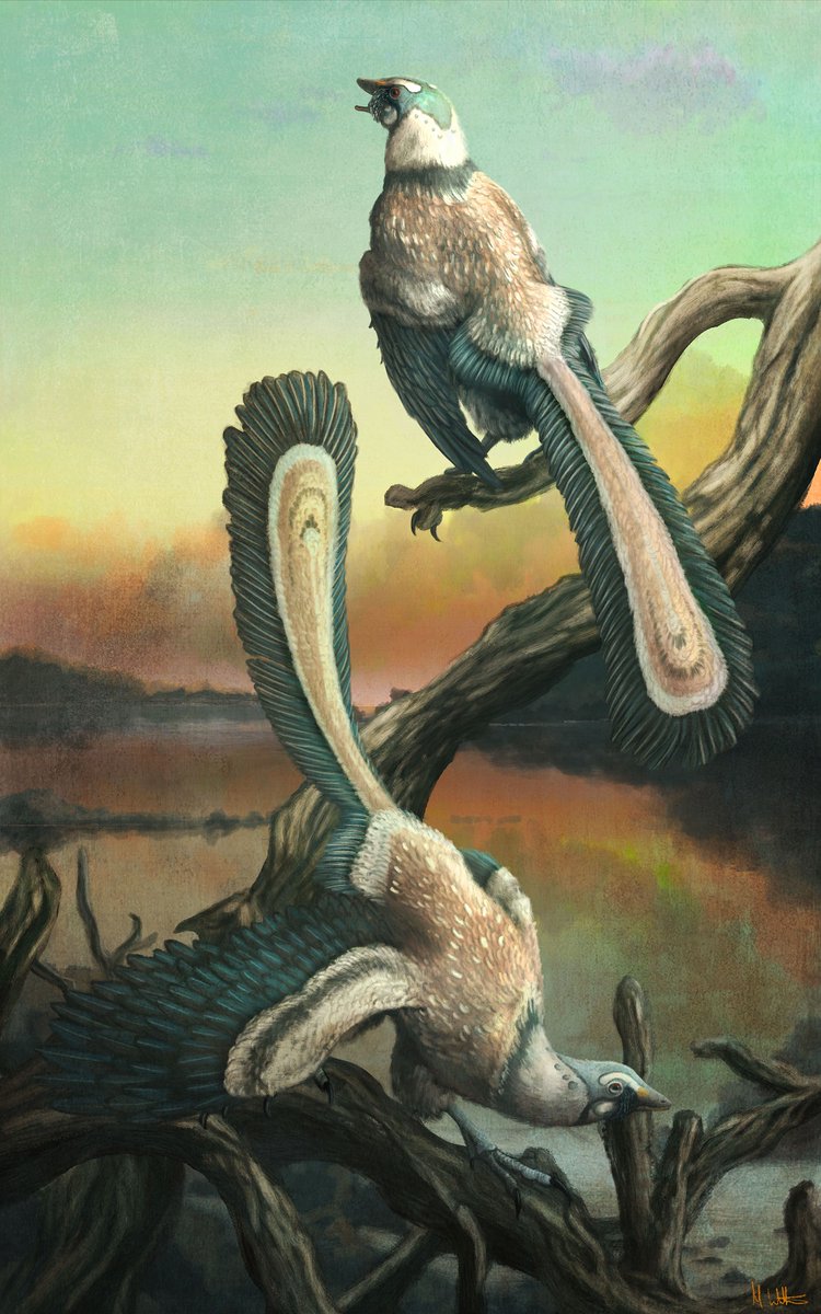 a mesozoic field guide: Archaeopteryx