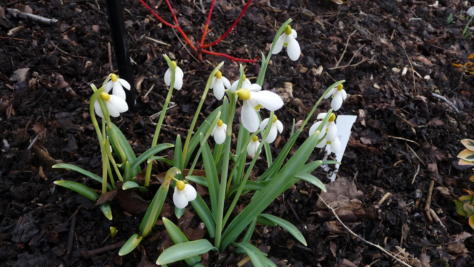 romancourt365: Colesbourne Park Snowdrops.