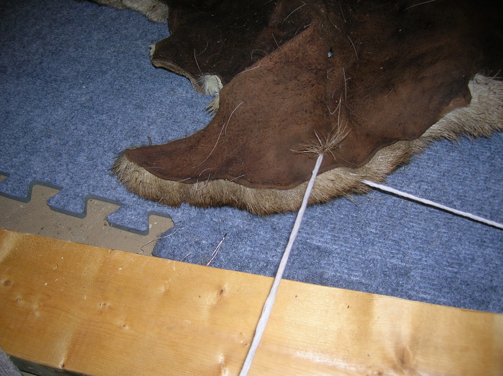 Musings of Musang: Softening the bark tanned deer hide