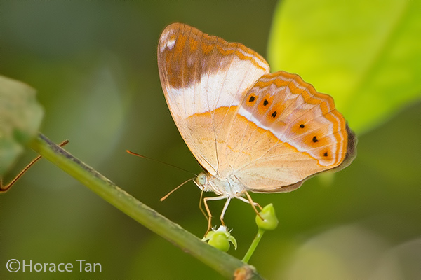 Butterflies of Singapore: Life History of the Banded Yeoman
