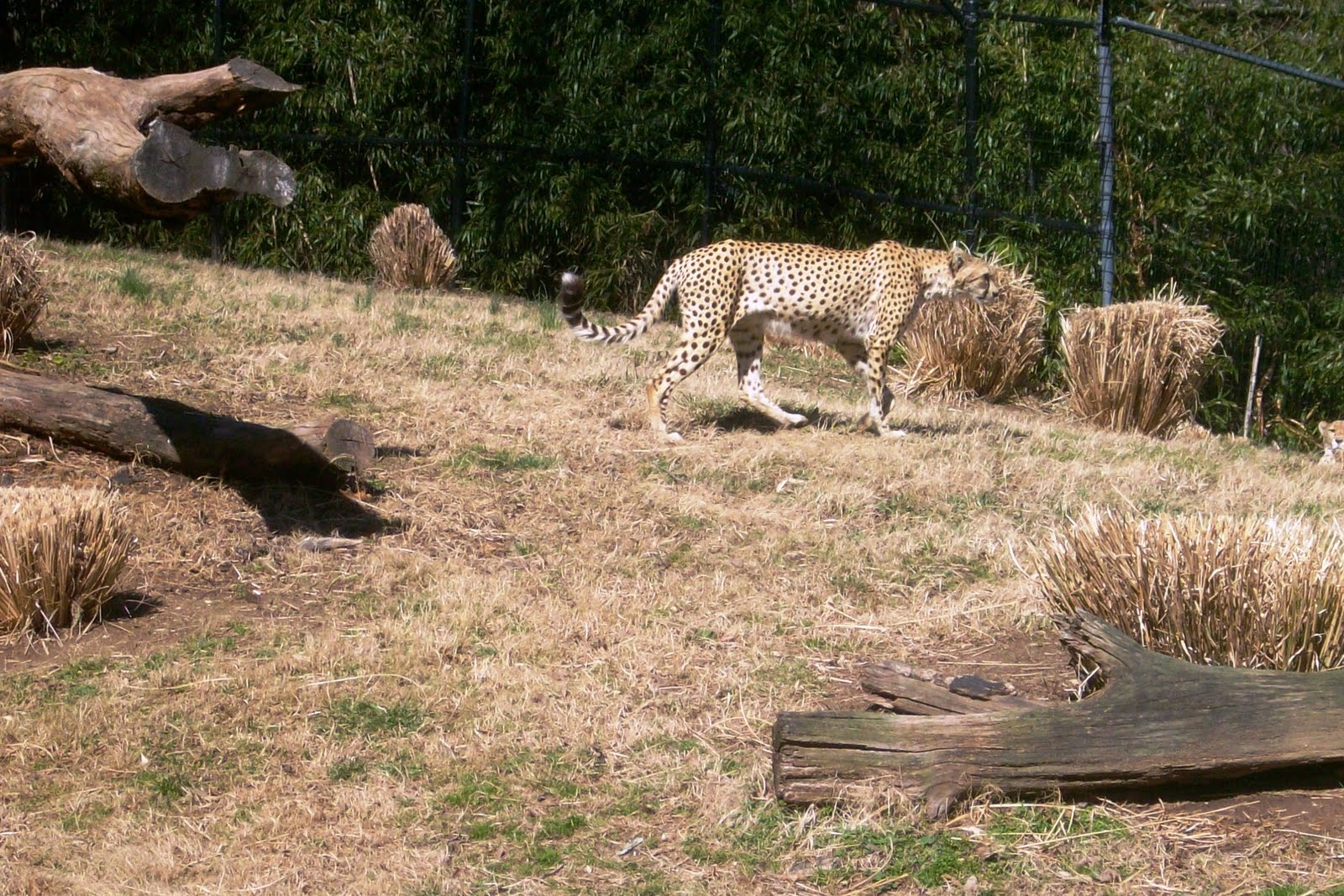ZooZooReview: Smithsonian National Zoological Park