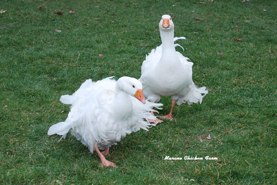 Sebastopol Geese: a goose in a dress! - Murano Chicken Farm