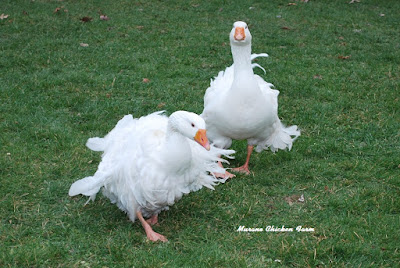 Sebastopol Geese: a goose in a dress! - Murano Chicken Farm